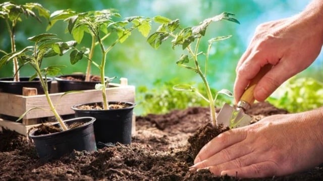 Як садити розсаду помідорів у відкритий ґрунт сприятливі дні у 2023 році та поради Читайте на